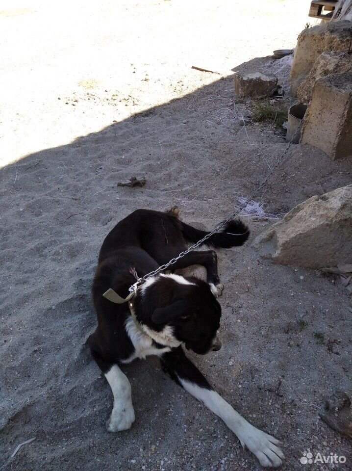 Алабай, девочка, 8 месяцев. Отдам в хорошие руки