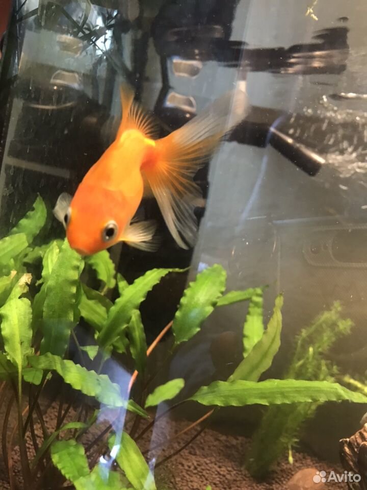 Золотая рыбка