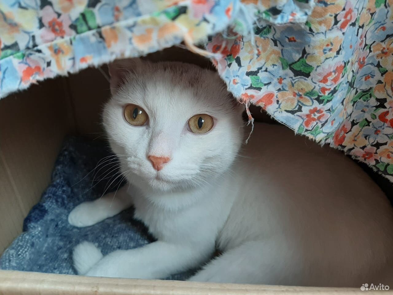 Белый котик (11 мес.)