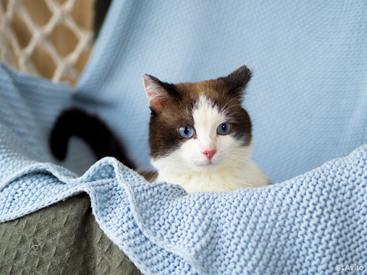 Кот Хаски