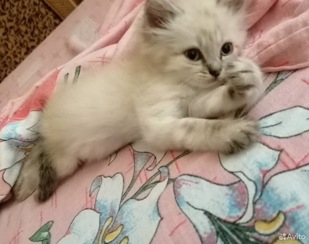 Отдам котёнка
