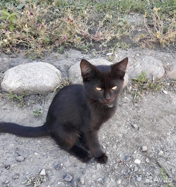 Кот-брутал )