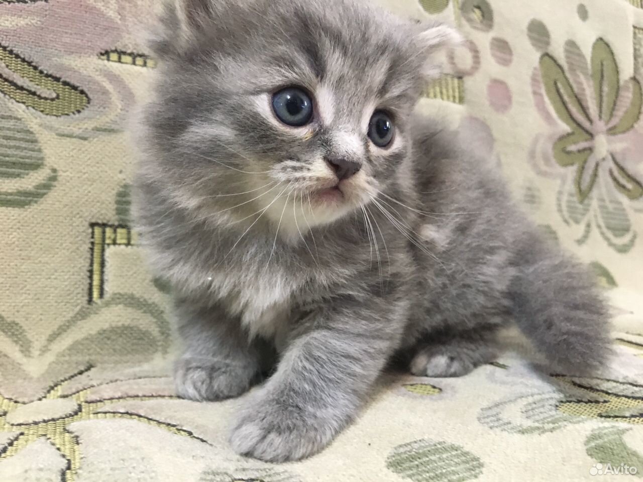 Британчики - метисы