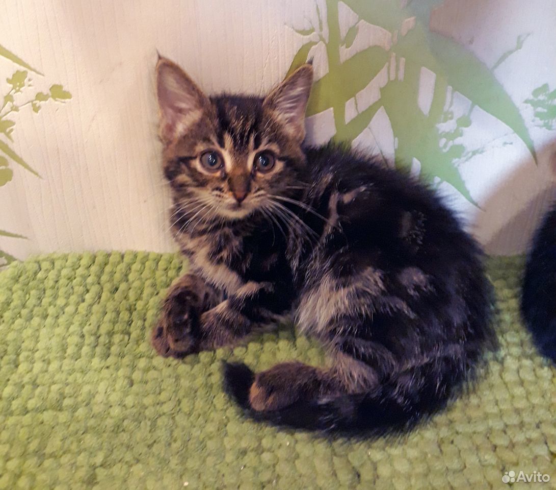 Котенок Мурыся в хорошие руки