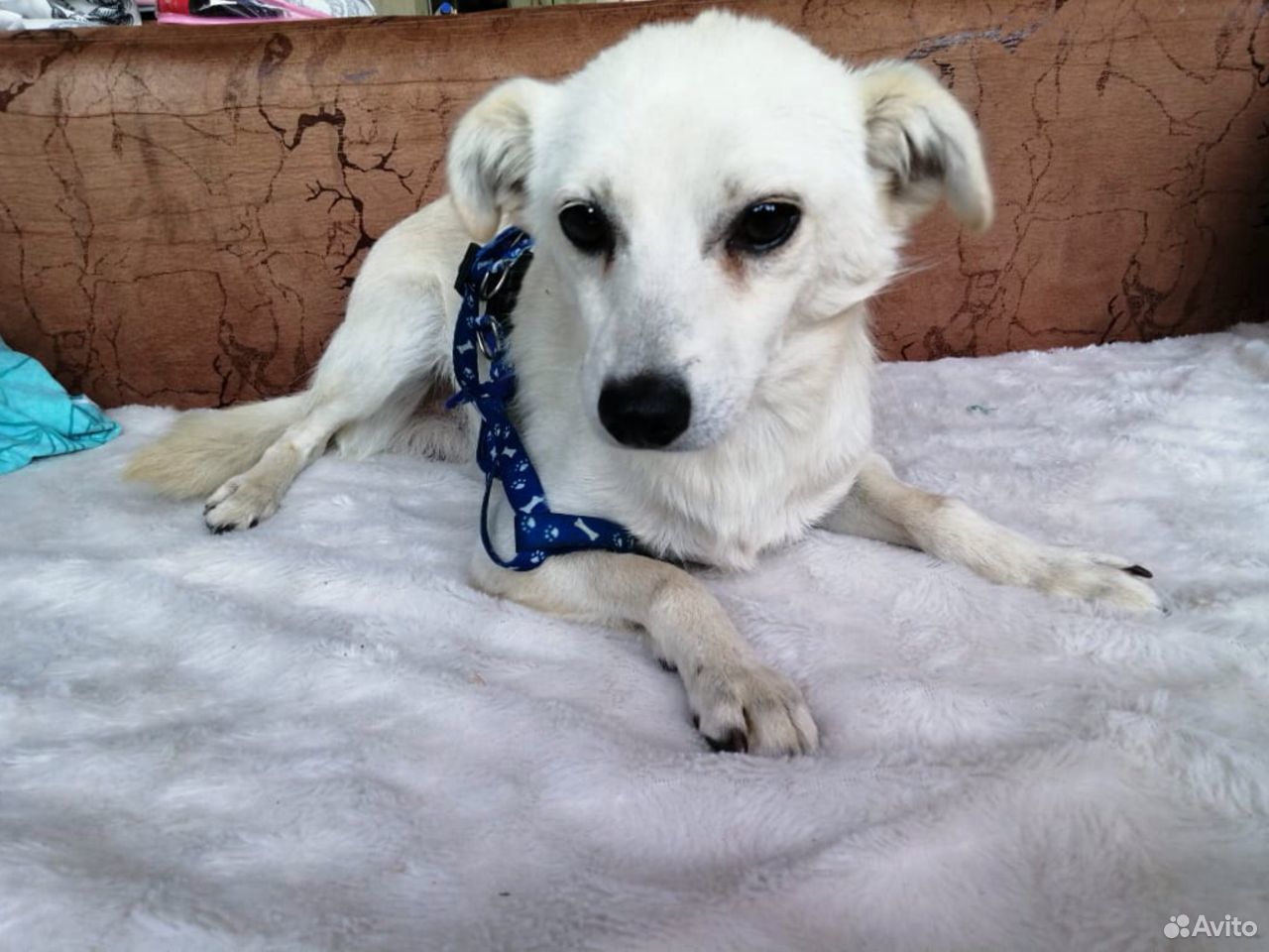 Маленький пёсик Снежок ищет дом