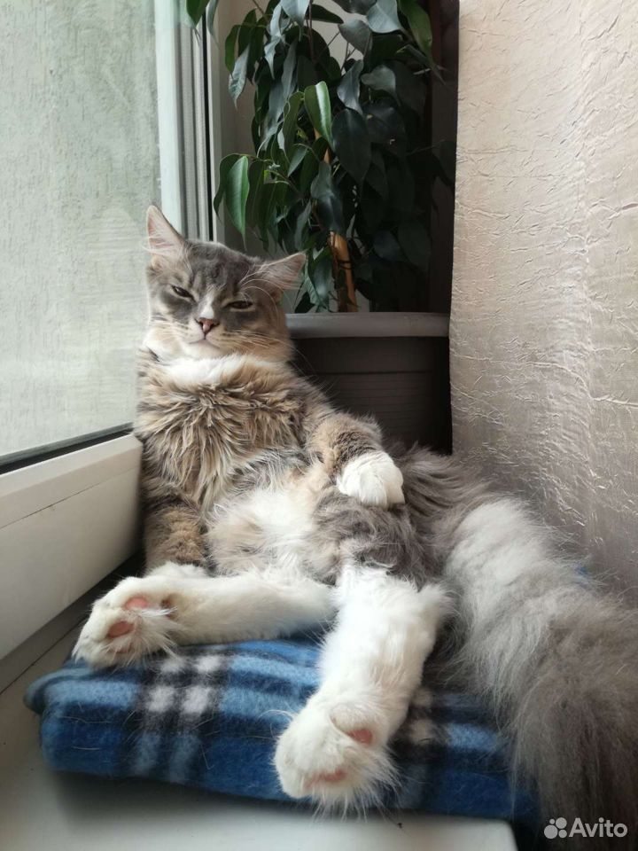 Умные и забавные котята