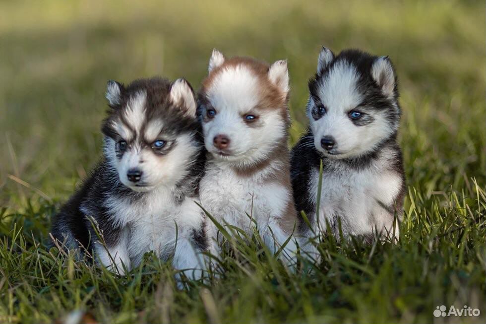 Плюшевые Хаски