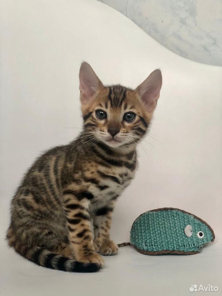 Бенгальские котята