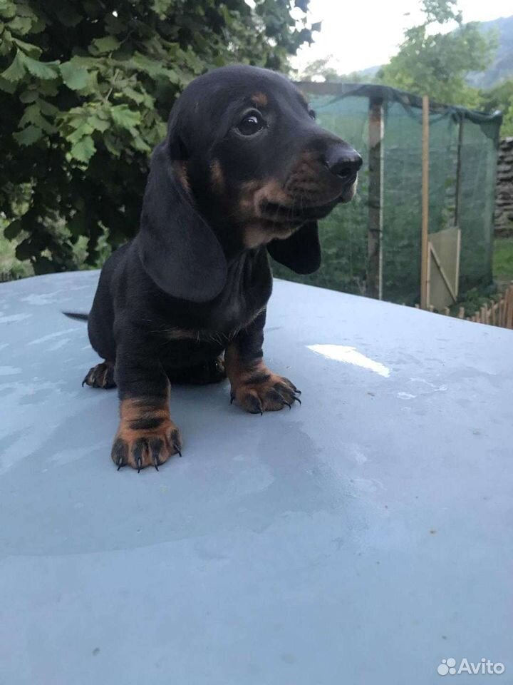 Кроликовая такса