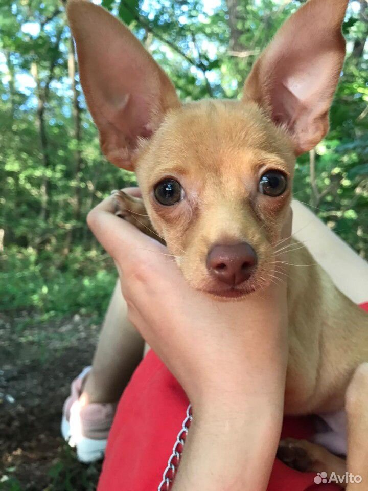 Продаются мини той-терьеры