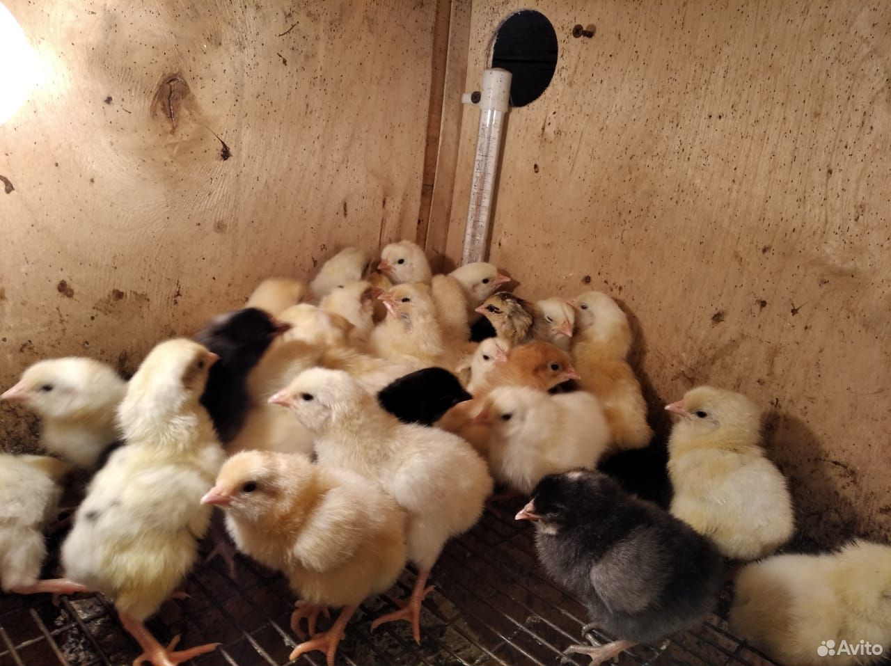 Куры несушки - цыплята