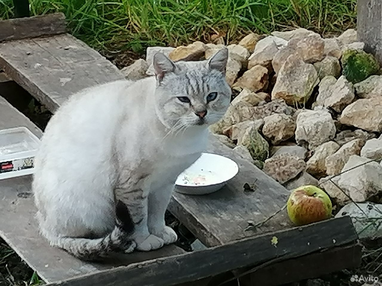 Кот