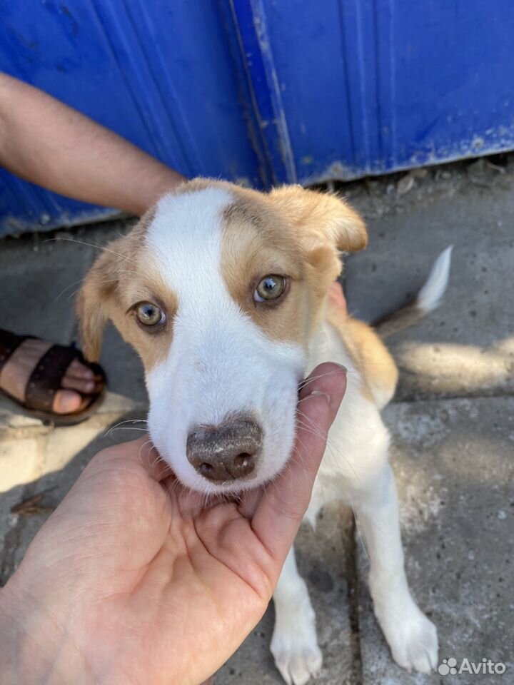 Щеночки ищут дом