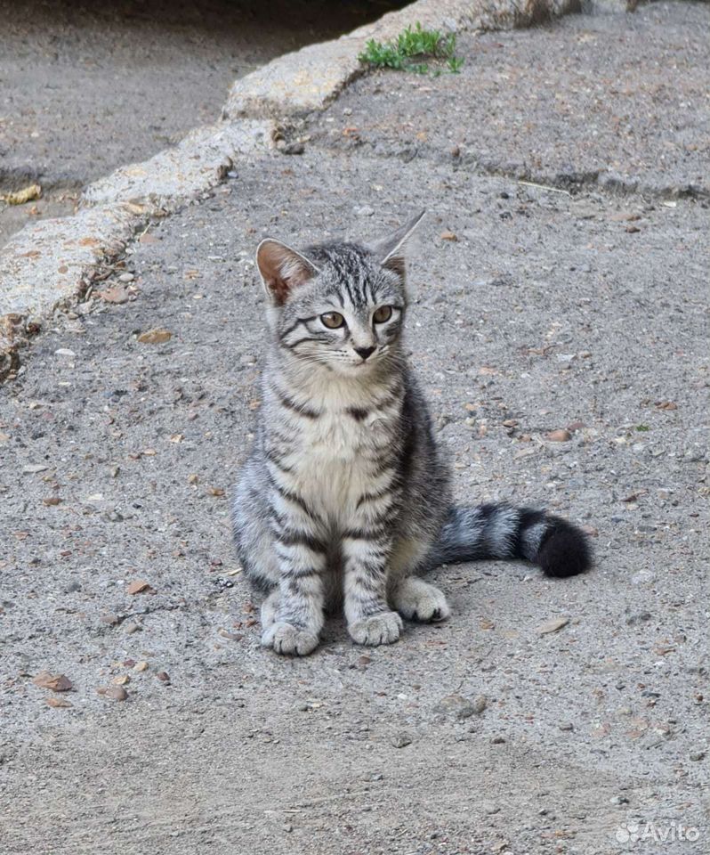 Котенок подросток 5 месяцев серый тигровый