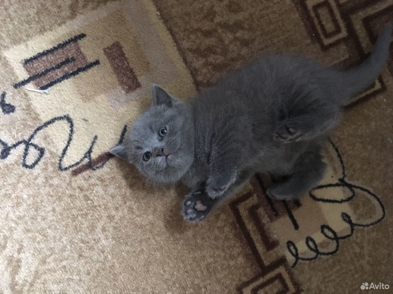 Британская, котята