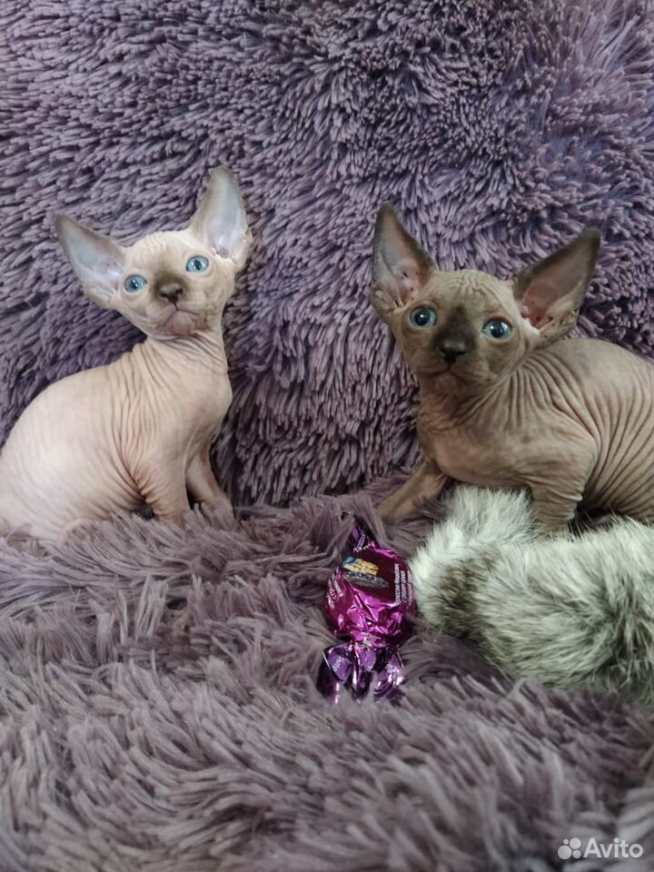 Канадский сфинкс