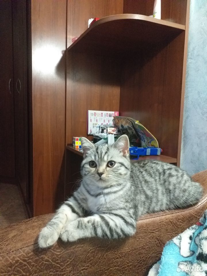 Кошка Симка