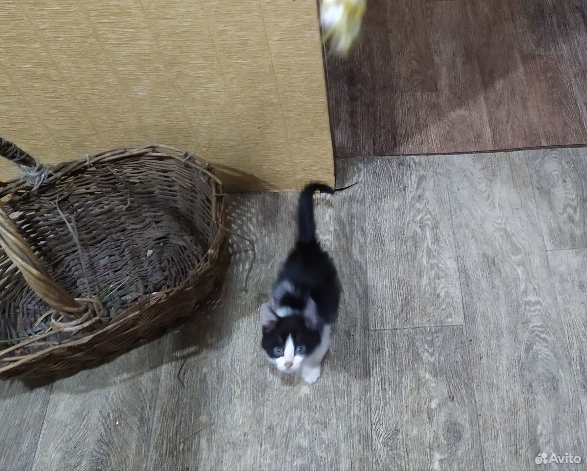 Толстопопики, котята 2 мес