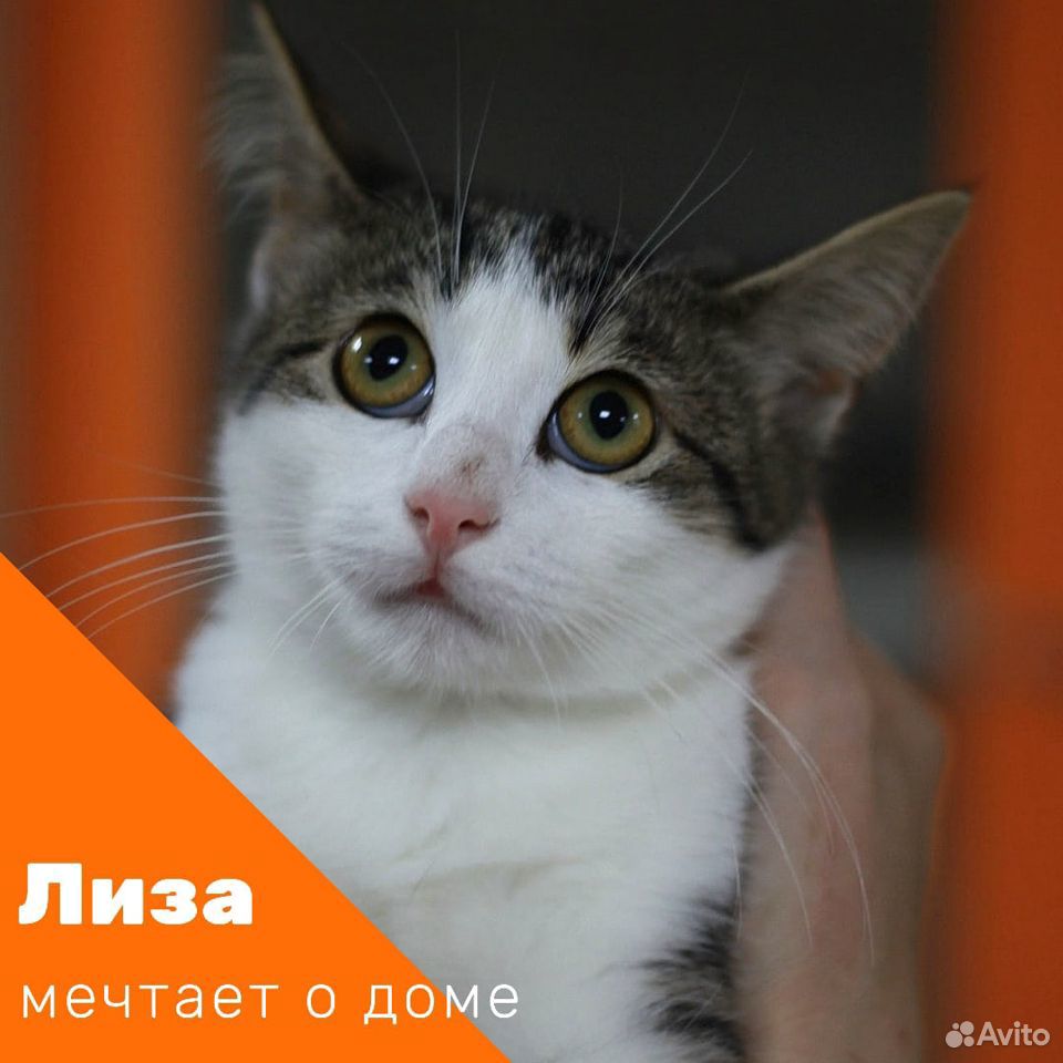 Котенок Лиза, девочка 4мес в добрые руки