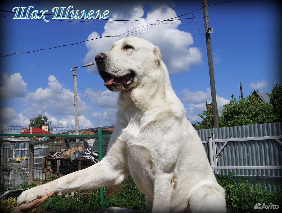 Алабаи щенки