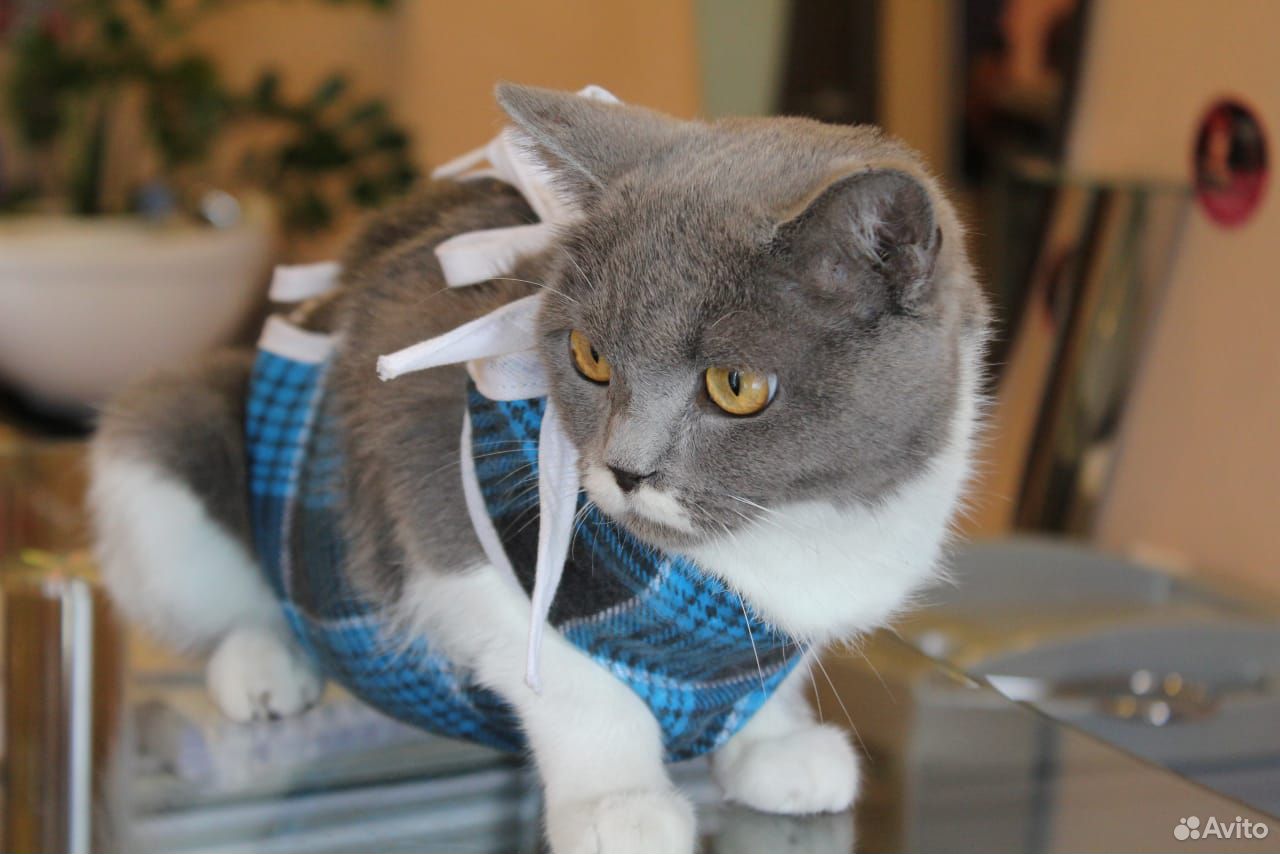 Кошка Галла ждет хозяина