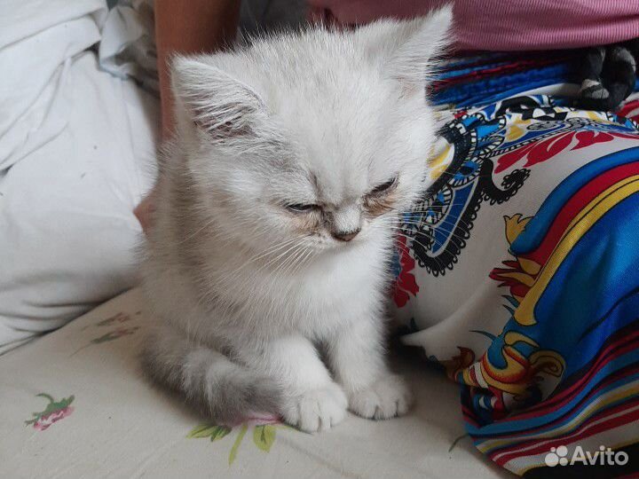Котята