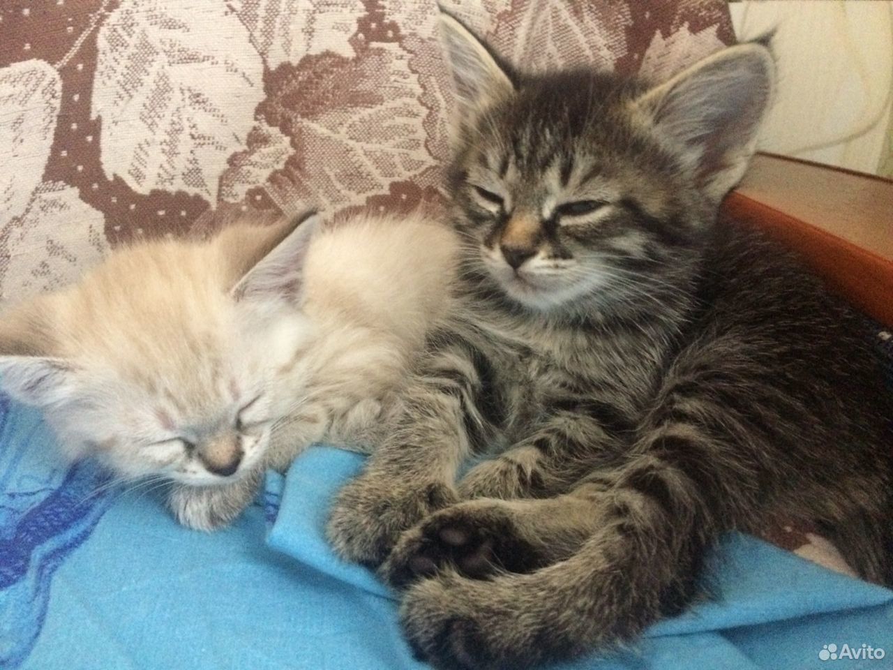 Котятки из мультфильмов
