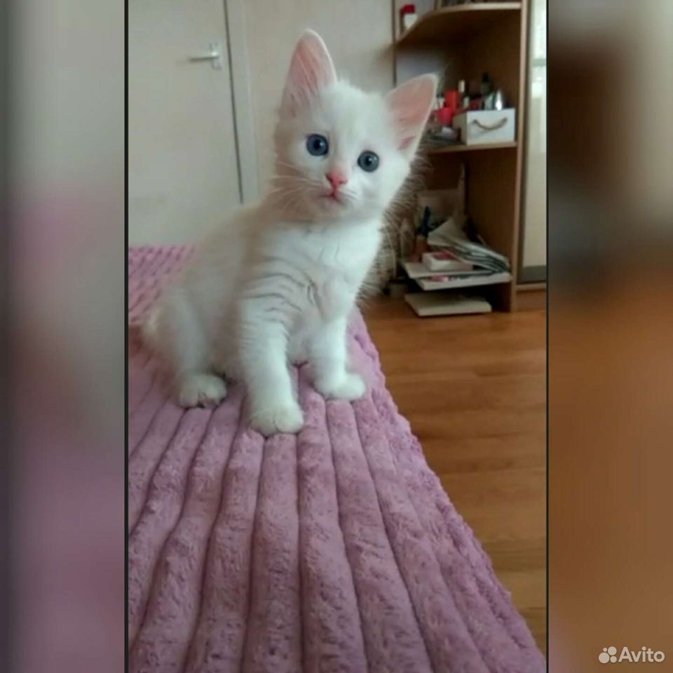 Котята Турецкой Ангоры только в очень хорошие руки
