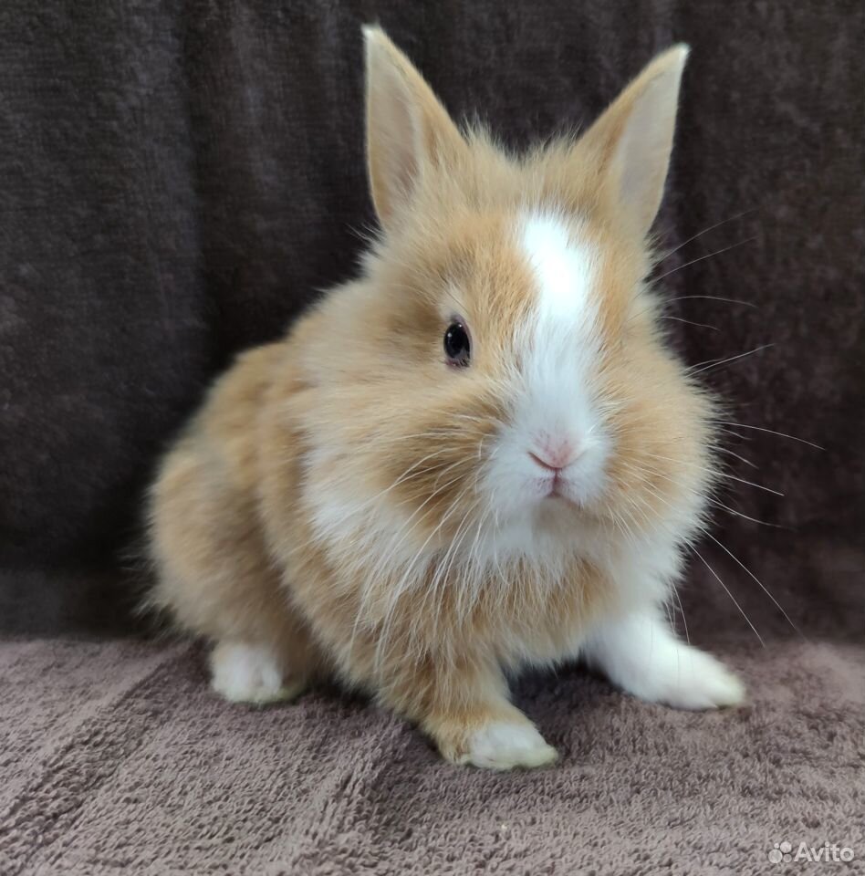 Голландский львиноголовый карликовый кролик