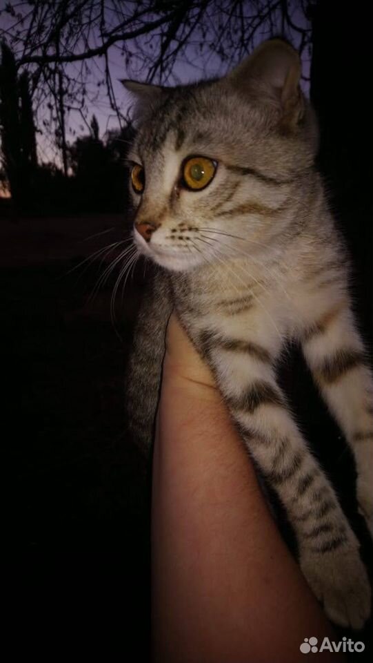 Камышовый котенок