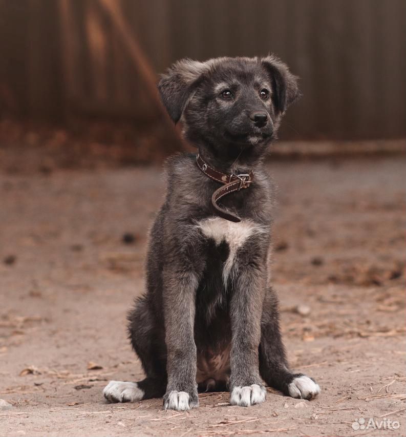 Черный щеночек