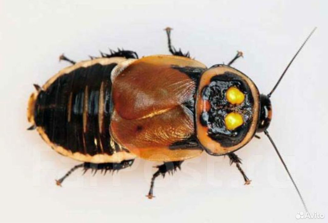 Тараканы-автомобильчики