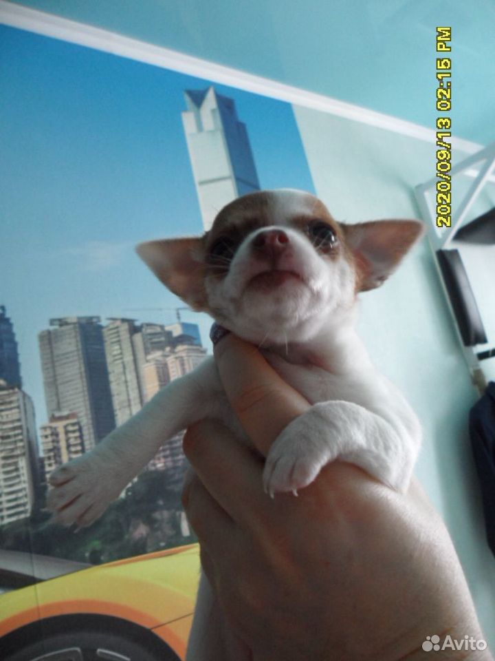 Малышка чихуашка