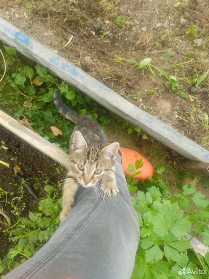 Ищет дом котенок, оставили на дачах