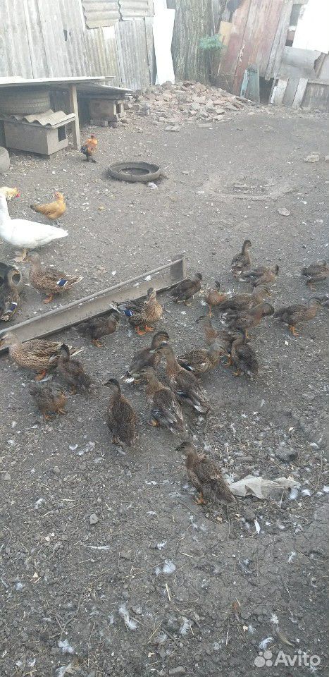 Утки
