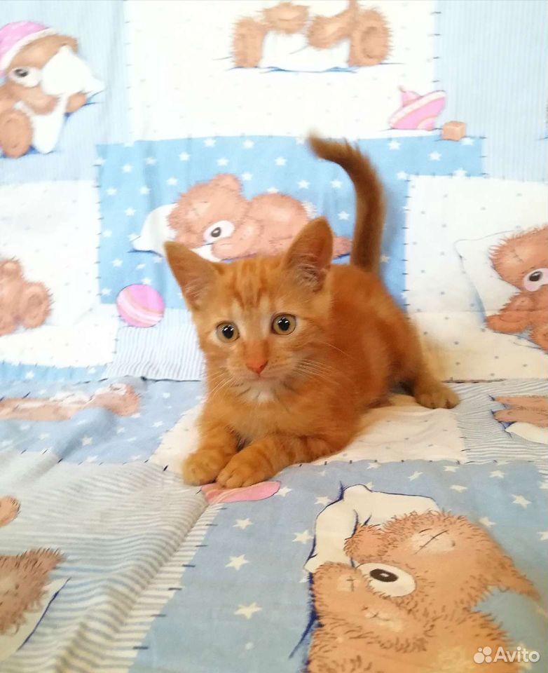 Маленький рыжик ищет свой родной дом