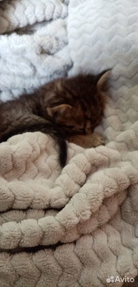 Отдам котенка 1.5 мес