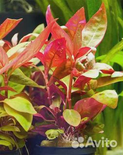 Альтернантера лиловая (Alternanthera lilacina)