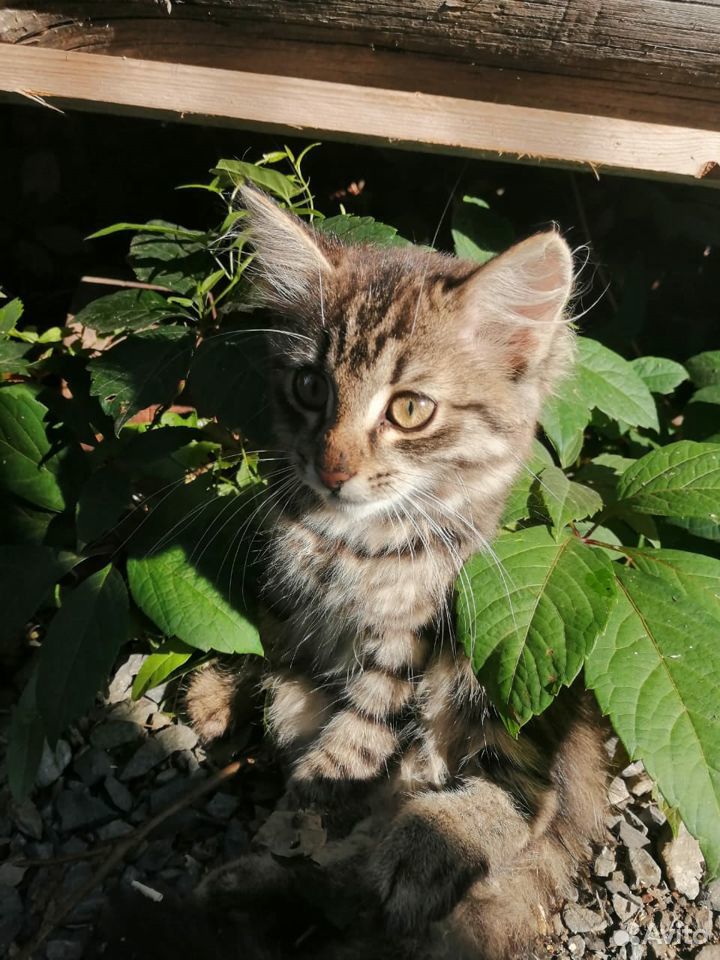 Котенок девочка брошена на дачах