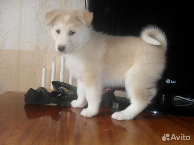 Щенки от лайки в добрые руки