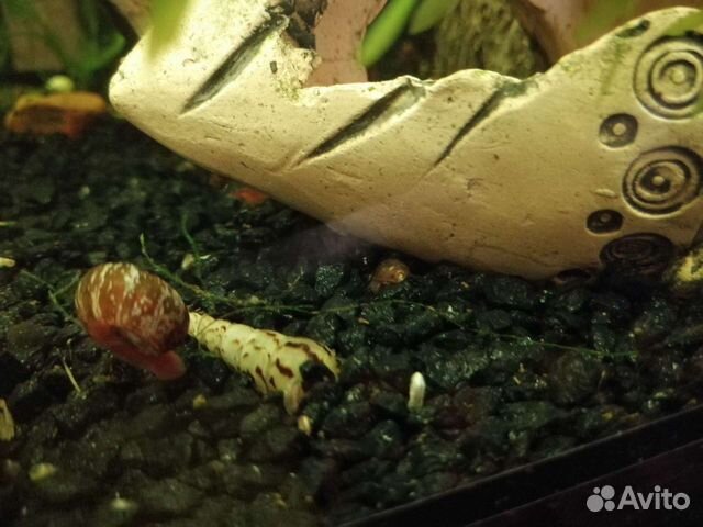 Улитка Мелания