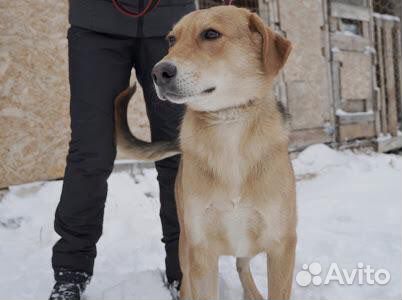 Метис гончей мальчик по имени Багги