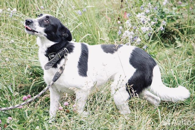 Небольшая Собака Веснушка друг для вас и ваших дет