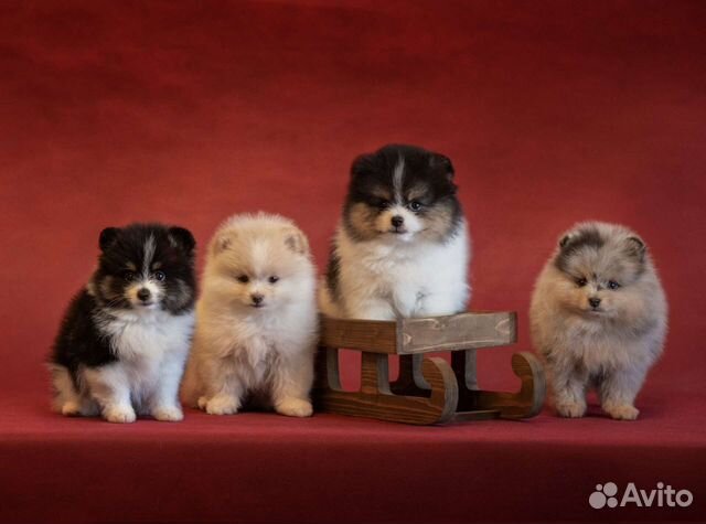 Щенки шпица эксклюзивного окраса