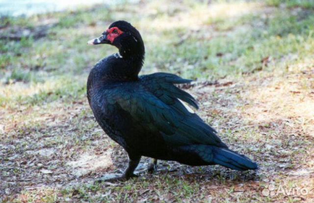 Продаются индоутки