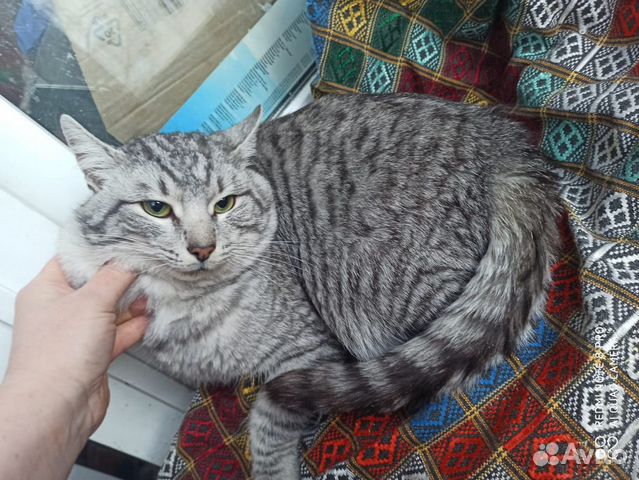 Котик Сибиряк