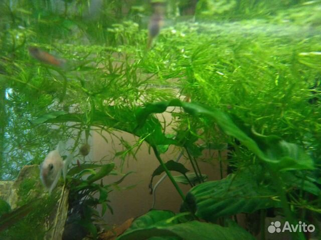 Аквариумное растение