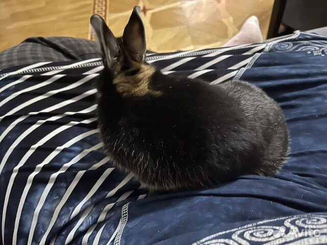 Продается крольчонок