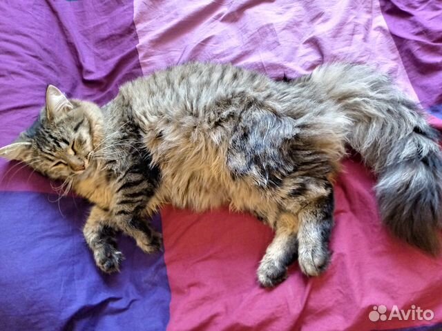 Котик сибирский