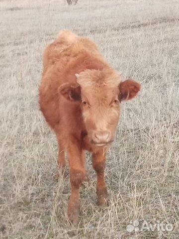 Бык и тёлочка